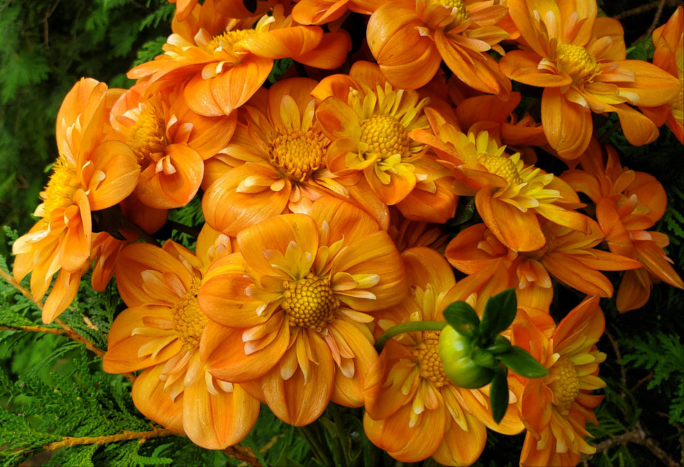 Lillian's Butternut - buy 4, get one free – Dent-de-Lion Botanicals
