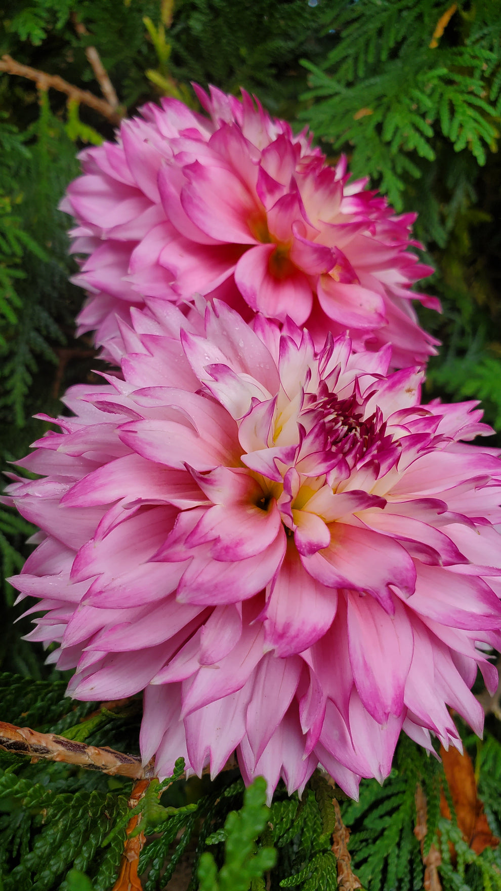 Hollyhill Pinkie – Dent-de-Lion Botanicals