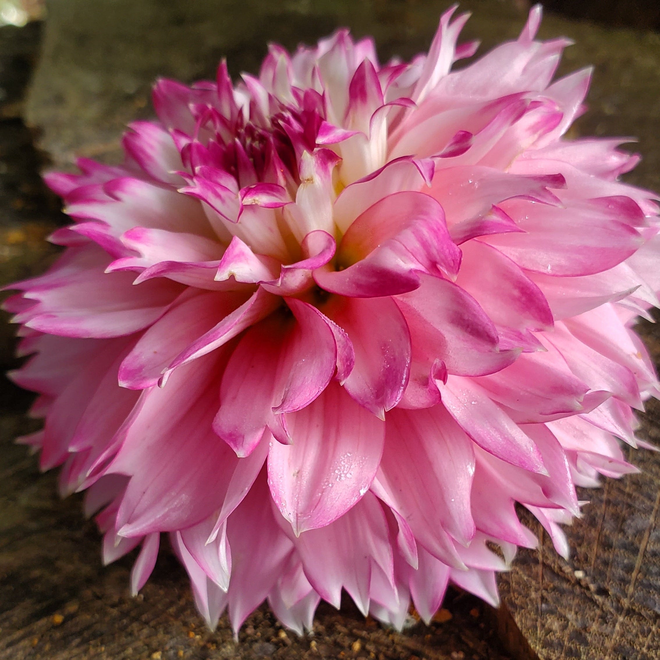 Hollyhill Pinkie – Dent-de-Lion Botanicals