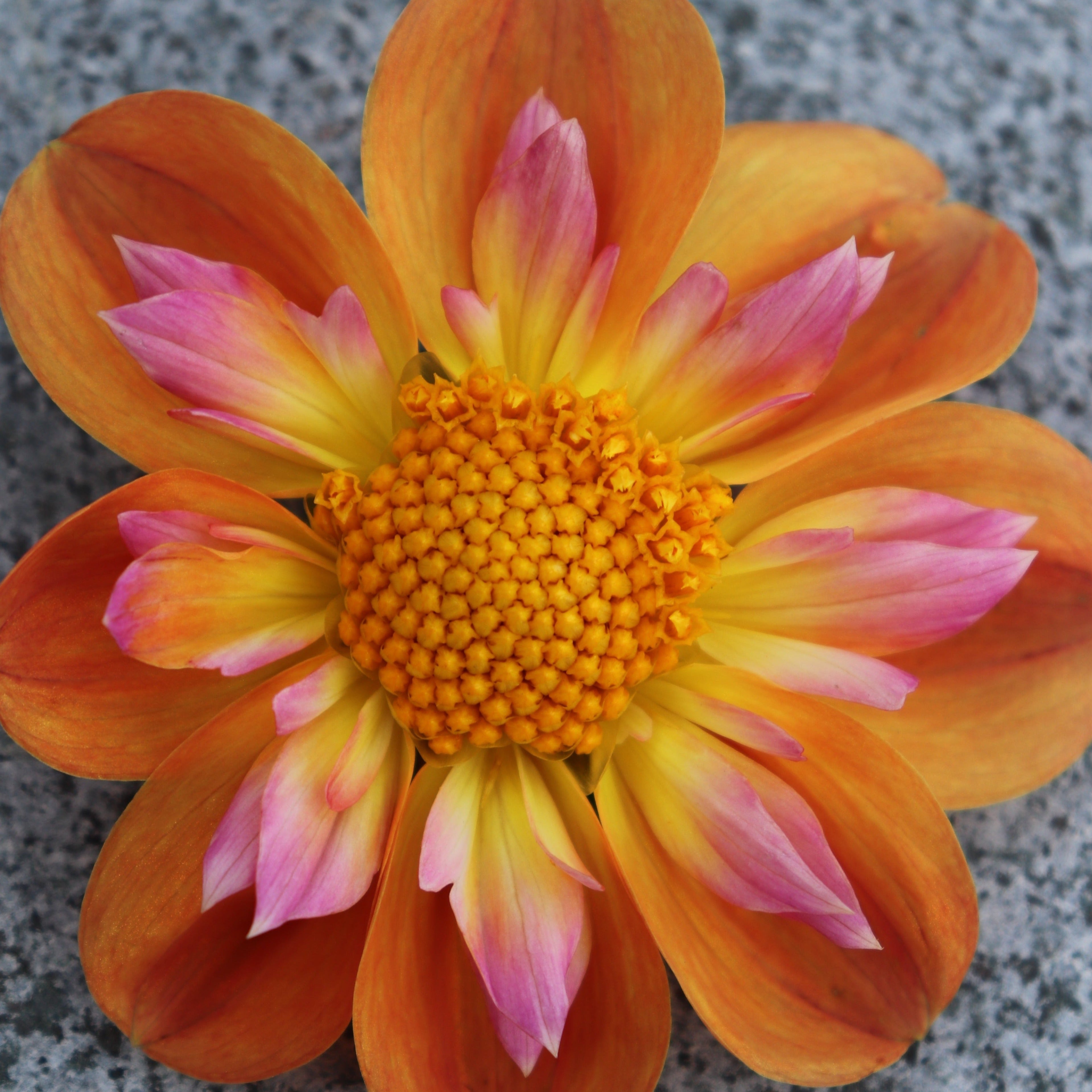 Dent-de-Lion Botanicals